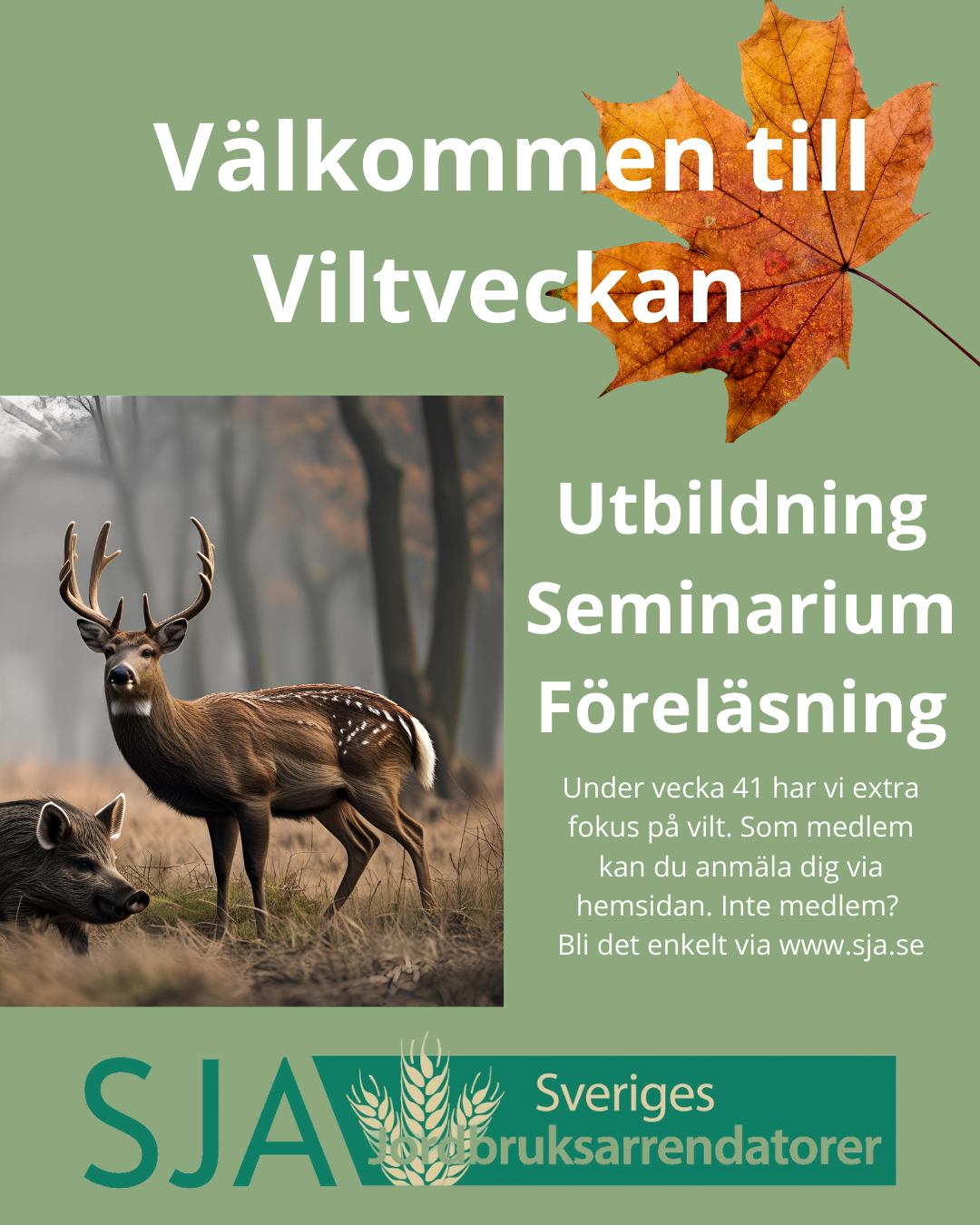 Viltveckan under vecka 41 – Sveriges Jordbruksarrendatorer